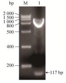 抗菌肽VIP在毕赤酵母中的高效表达及鉴定